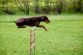 How to Exercise and Build Muscle in Your Doberman Pinscher - Doberman ...