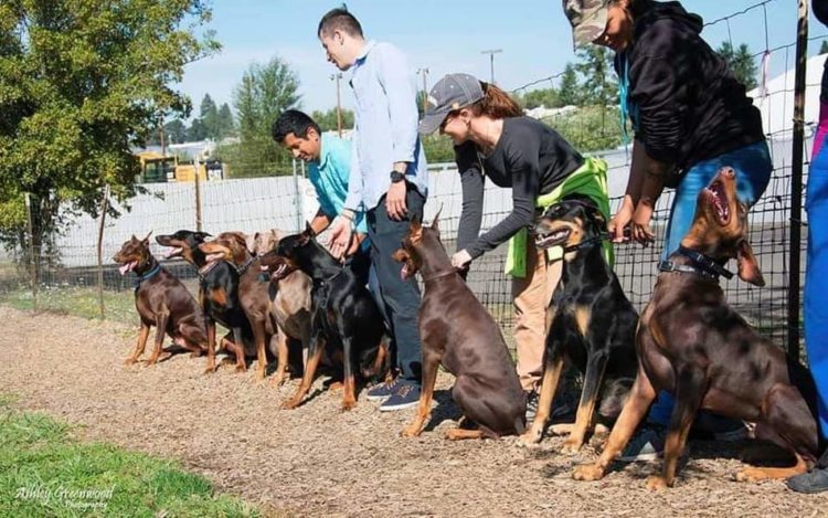 How Fast Can a Doberman Run? 6 Speed Clocked Dobermans – Doberman Planet