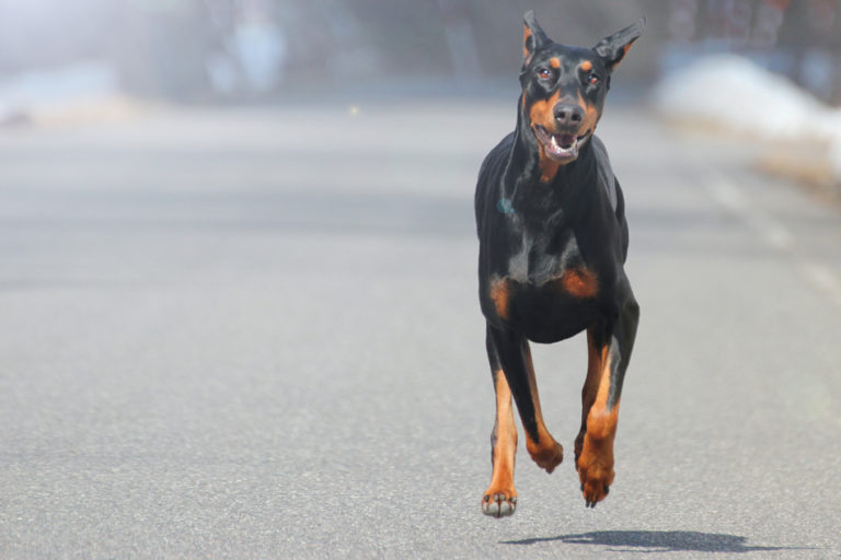 How Fast Can a Doberman Run? 6 Speed Clocked Dobermans – Doberman Planet