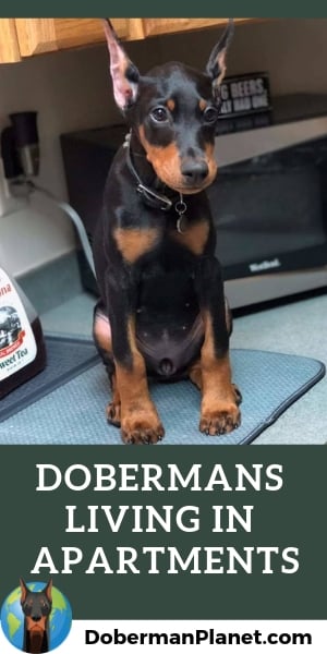Why Dobermans Can Make Great Apartment Dogs – Doberman Planet