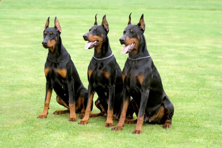 All the Colors and Types of the Doberman Pinscher – Doberman Planet
