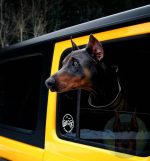 All the Colors and Types of the Doberman Pinscher - Doberman Planet