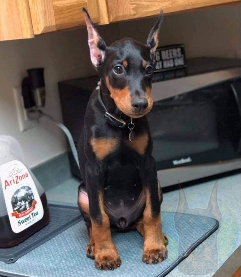 All the Colors and Types of the Doberman Pinscher - Doberman Planet