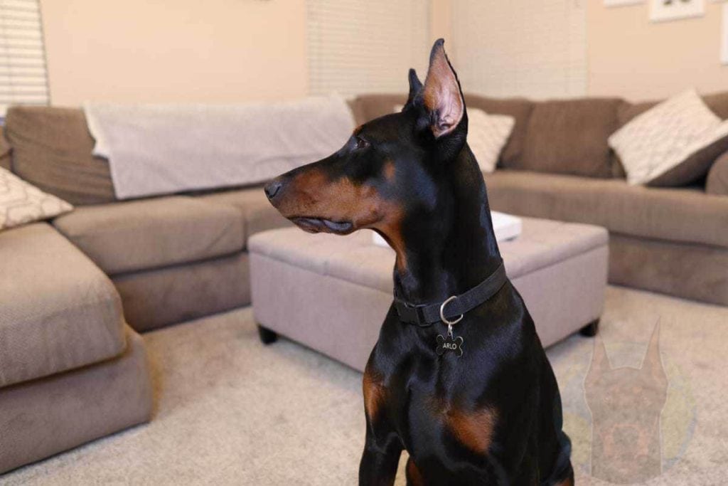 All the Colors and Types of the Doberman Pinscher - Doberman Planet