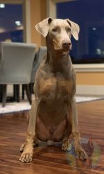 All the Colors and Types of the Doberman Pinscher - Doberman Planet