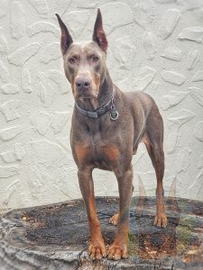 All the Colors and Types of the Doberman Pinscher - Doberman Planet