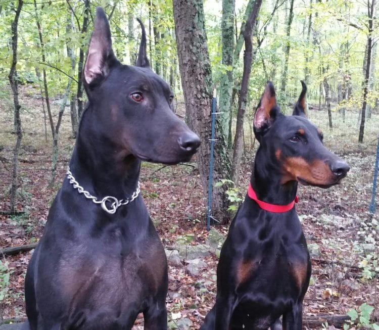 Are All-Black Dobermans Rare? – Doberman Planet