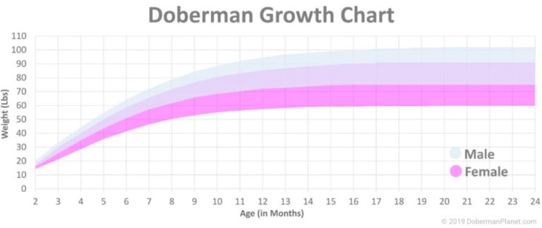 When is a Doberman Full Grown? – Doberman Planet