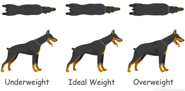 Doberman Weight: Growth Curve and Average Weights – Doberman Planet