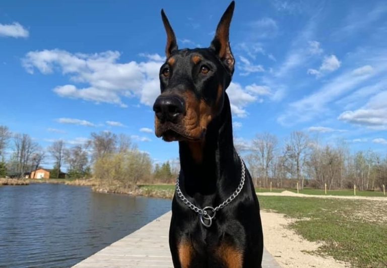 American vs. European Doberman: A Side-by-Side Comparison – Doberman Planet