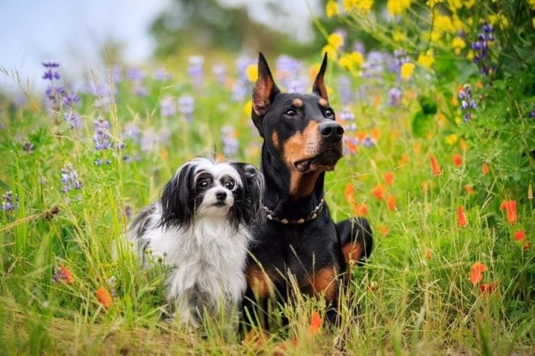 Dobermans Living with Small Dogs: 12 Tips for Success – Doberman Planet