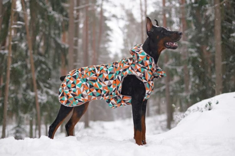 Do Dobermans Need to Wear Coats in the Winter? - Doberman Planet