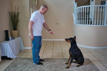 How to Train a Doberman: The Complete Guide – Doberman Planet