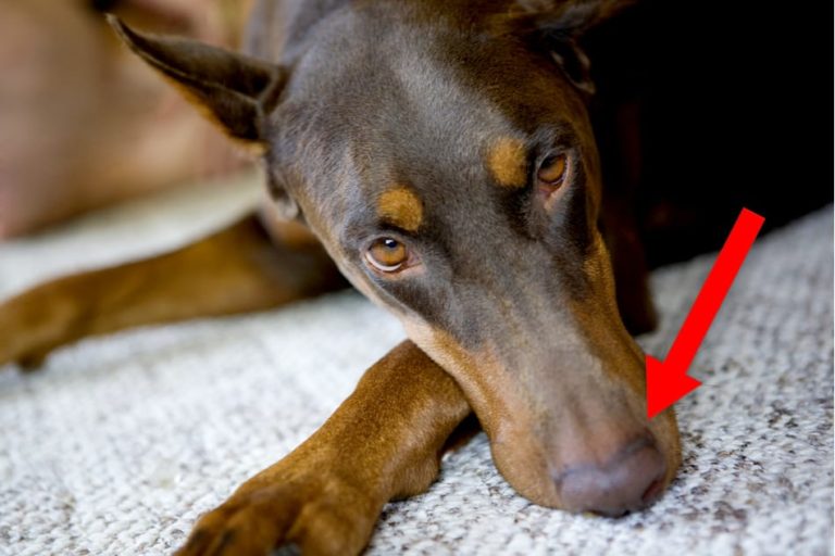 10 Reasons Dobermans Can Get a Dry or Cracked Nose – Doberman Planet