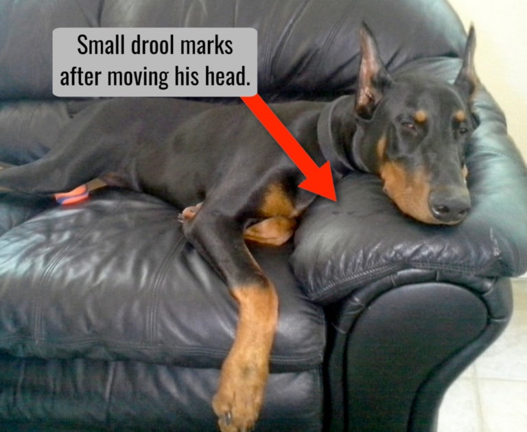 How Much Drool is Normal for Dobermans (with Examples) – Doberman Planet