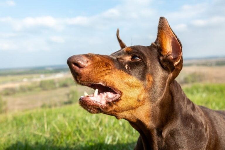 Do Dobermans Bark a Lot and How Loud Is It? - Doberman Planet
