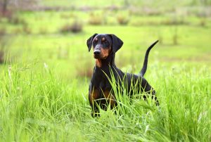 Doberman Tail Docking Pros & Cons: Should You Do It? – Doberman Planet