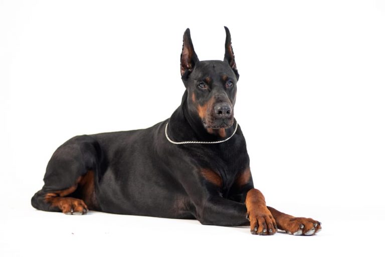 How to Choose Which Type of Doberman to Get (with Examples) – Doberman ...