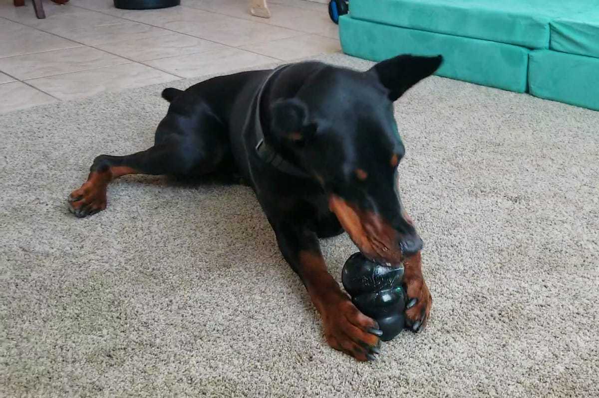 How to Prevent Separation Anxiety in Dobermans—Proven Method – Doberman ...