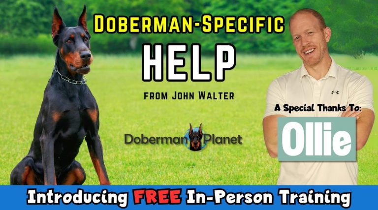 Free Doberman Training for Local Owners - Doberman Planet